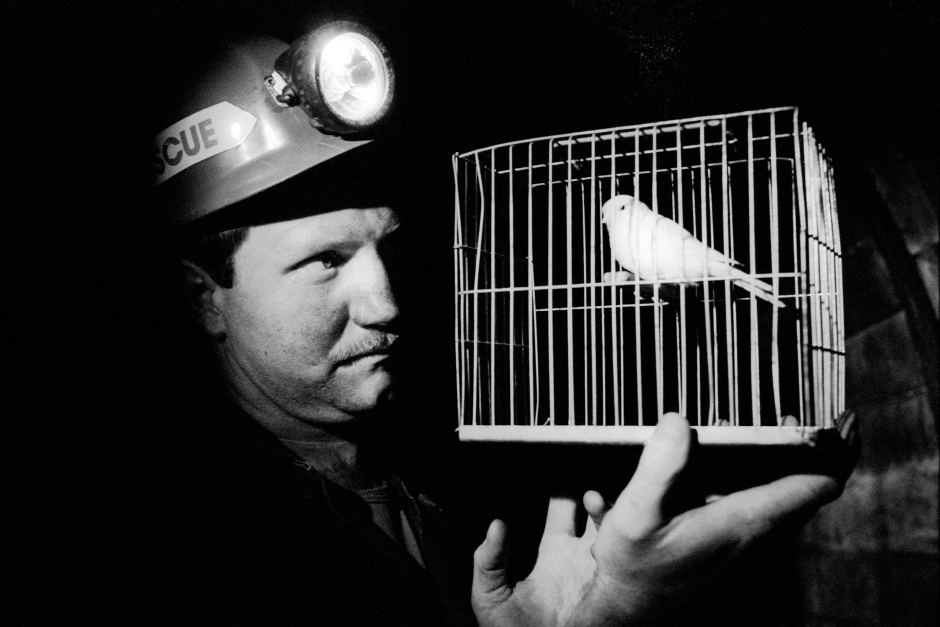 The Canary in the Coal Mine – The Trekking Cyclist